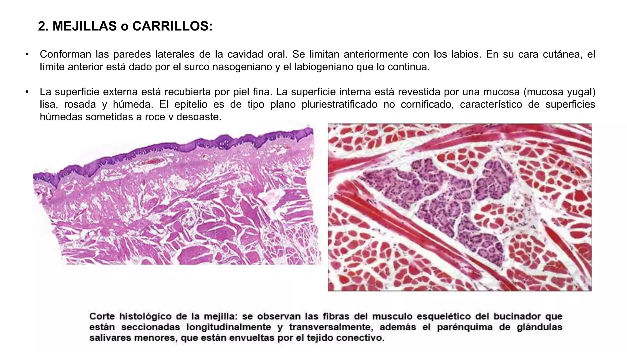 El aparato-digestivo-i | PPTX