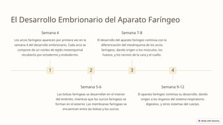El-Aparato-Faringeo clases embriología .pptx