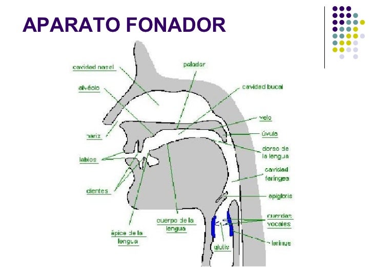 Aparato fonatorio - Imagui