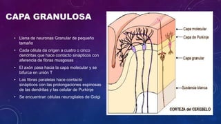 El cerebelo-y-sus-conexiones- alejandra caceres | PPTX