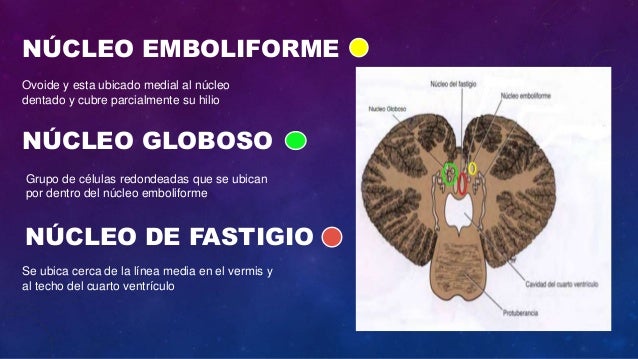 El cerebelo-y-sus-conexiones- alejandra caceres