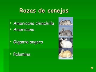 El Conejo | PPT