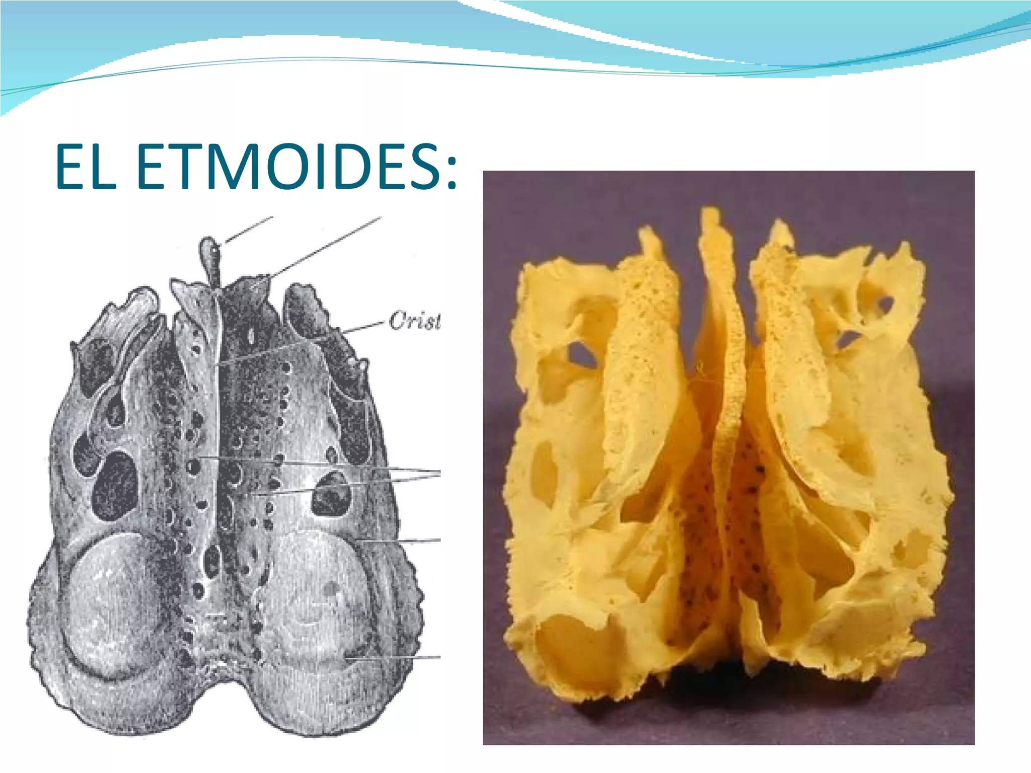 El Craneo | PPT