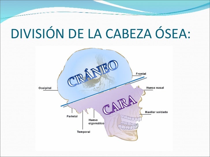 El Craneo