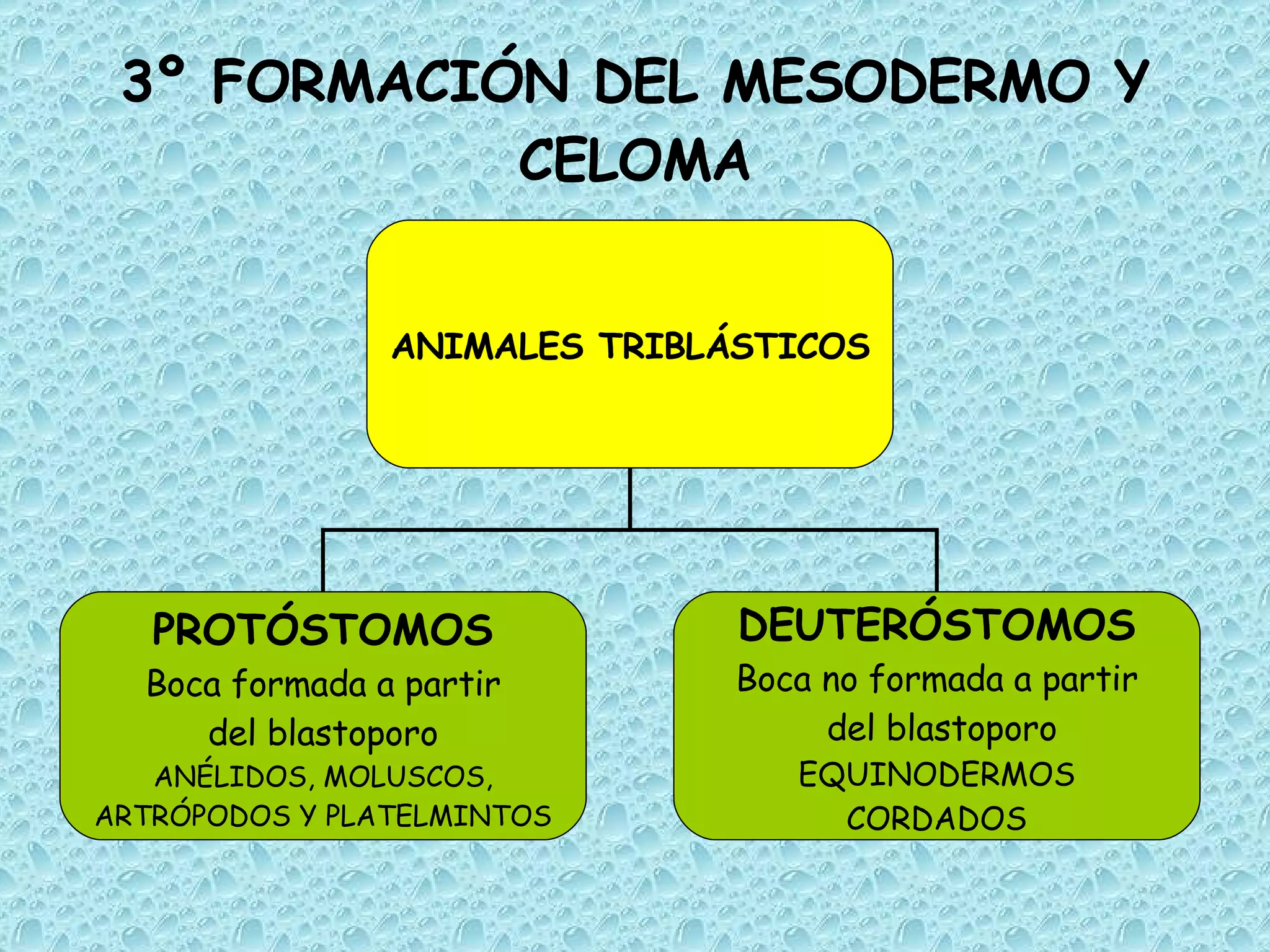 El Desarrollo Embrionario | PPT