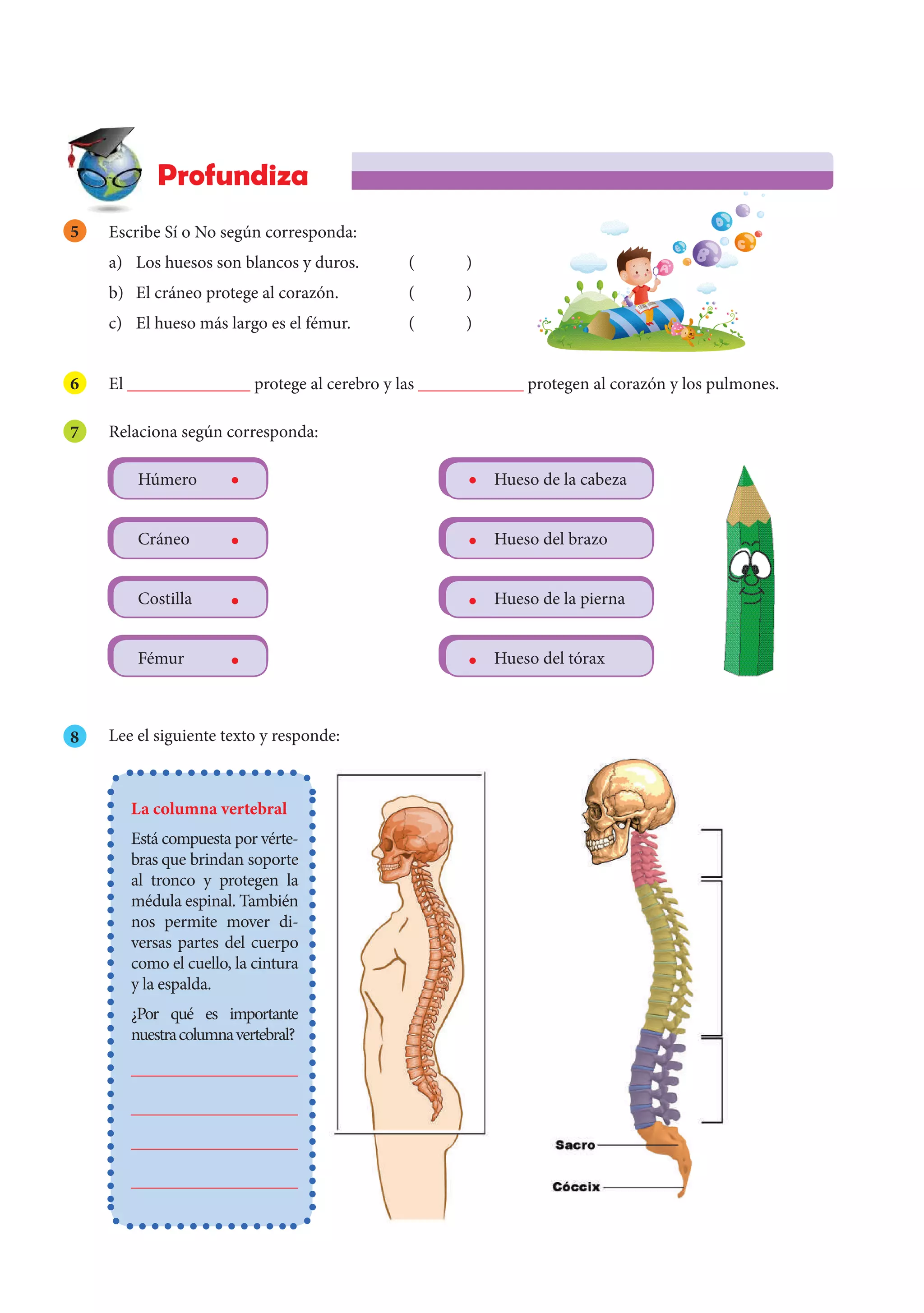 El Esqueleto Humano Para Segundo De Primaria Pdf