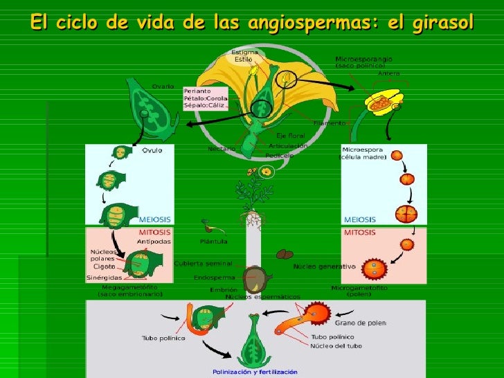 Ciclo de vida de un ahuehuete wikipedia - Imagui
