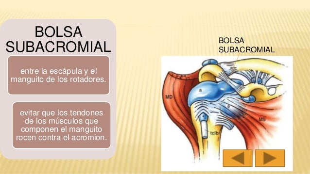 El Hombro