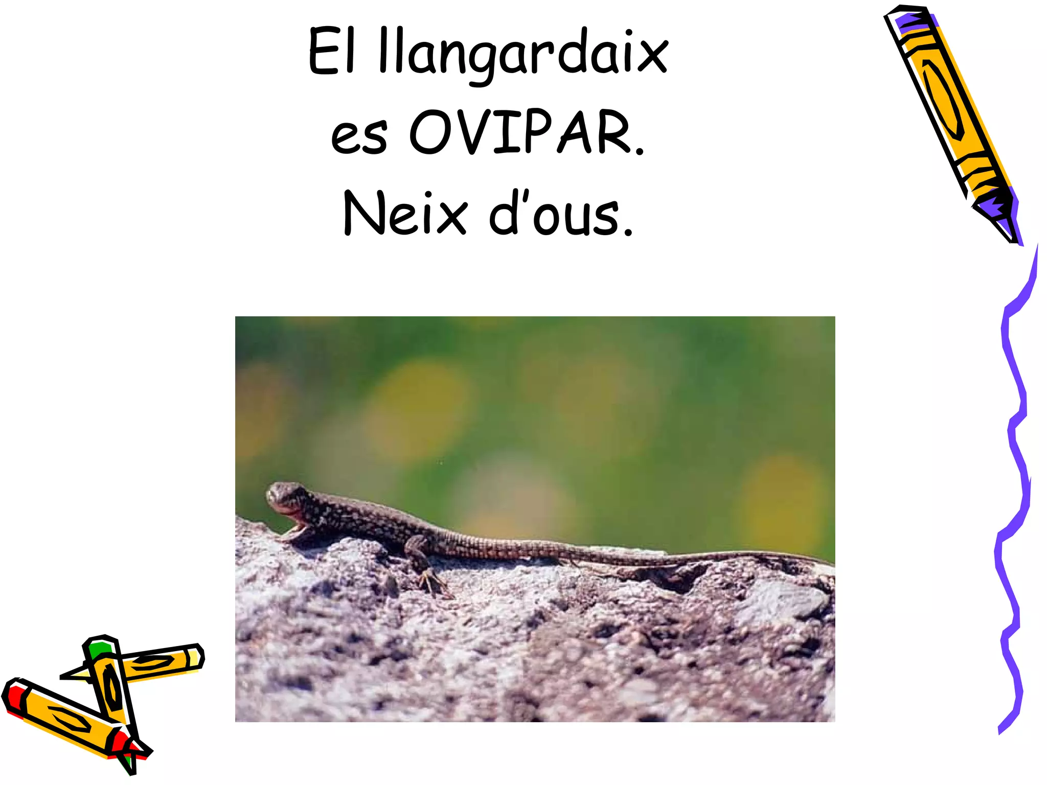 El Llangardaix | PPT