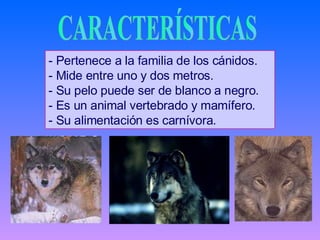 Baño Restricción población información sobre el lobo dinámica Moderador Concentración