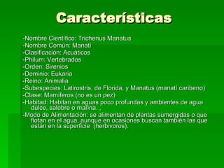 El Manatí | PPT