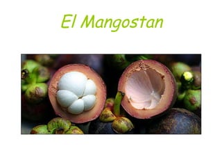 El Mangostan La Ciencia Y La Salud | PPT