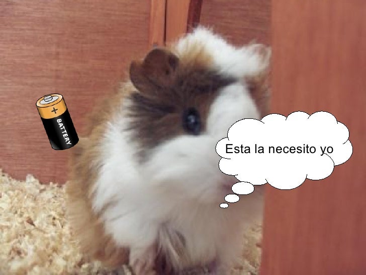 Imagenes de coballos - Imagui
