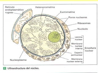 El NúCleo Celular | PPT