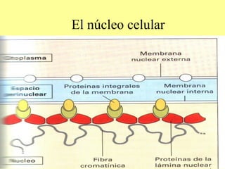 El NúCleo Celular | PPT