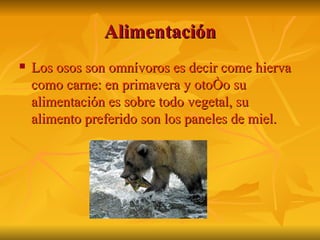 El Oso Pardo | PPT