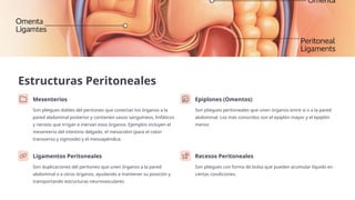 El-Peritoneo-Anatomia-Funciones-y-Patologias.pptx