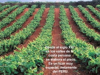 El Pisco es Peruano | PPS