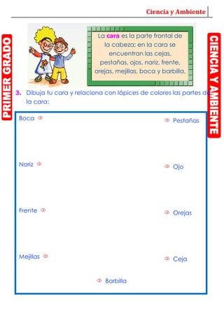 El-rostro | PDF
