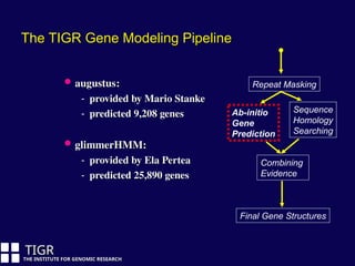 gene analysis an annotation presentation_1.ppt