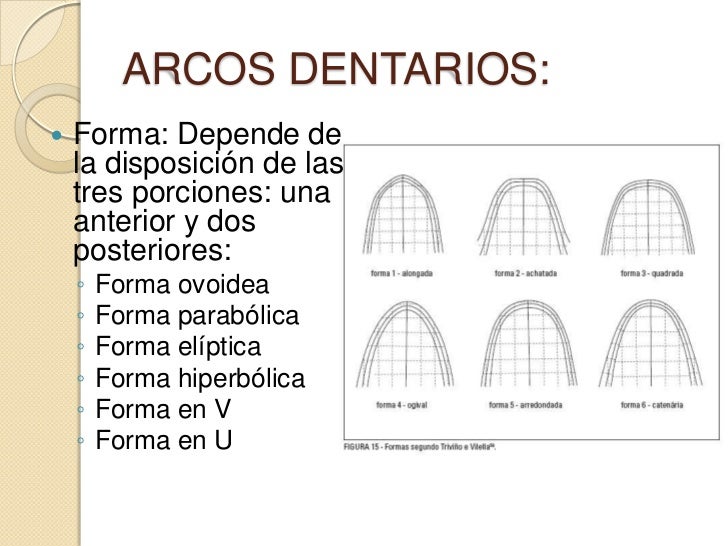 El sistema-dentario-juan jose
