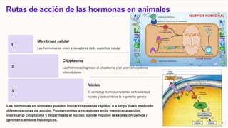 El sistema endocrino animal, el papel de las hormonas | PPTX