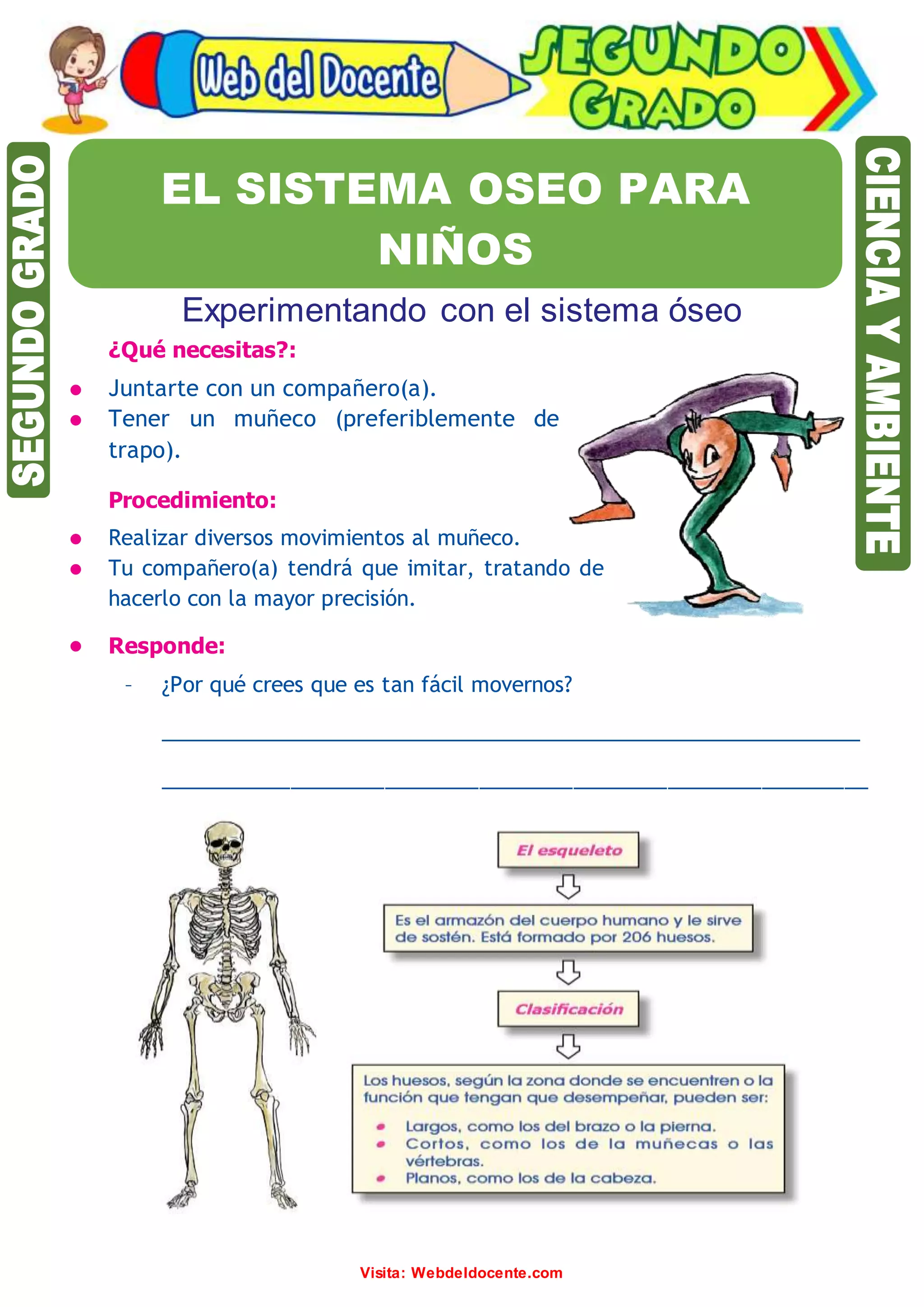El Sistema Oseo Para Niños Para Segundo Grado De Primaria Doc
