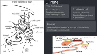 El-Sistema-Reproductor-del-Cerdo-Macho-y-Hembra joaquin.pptx