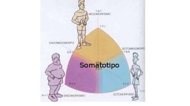 El somatotipo