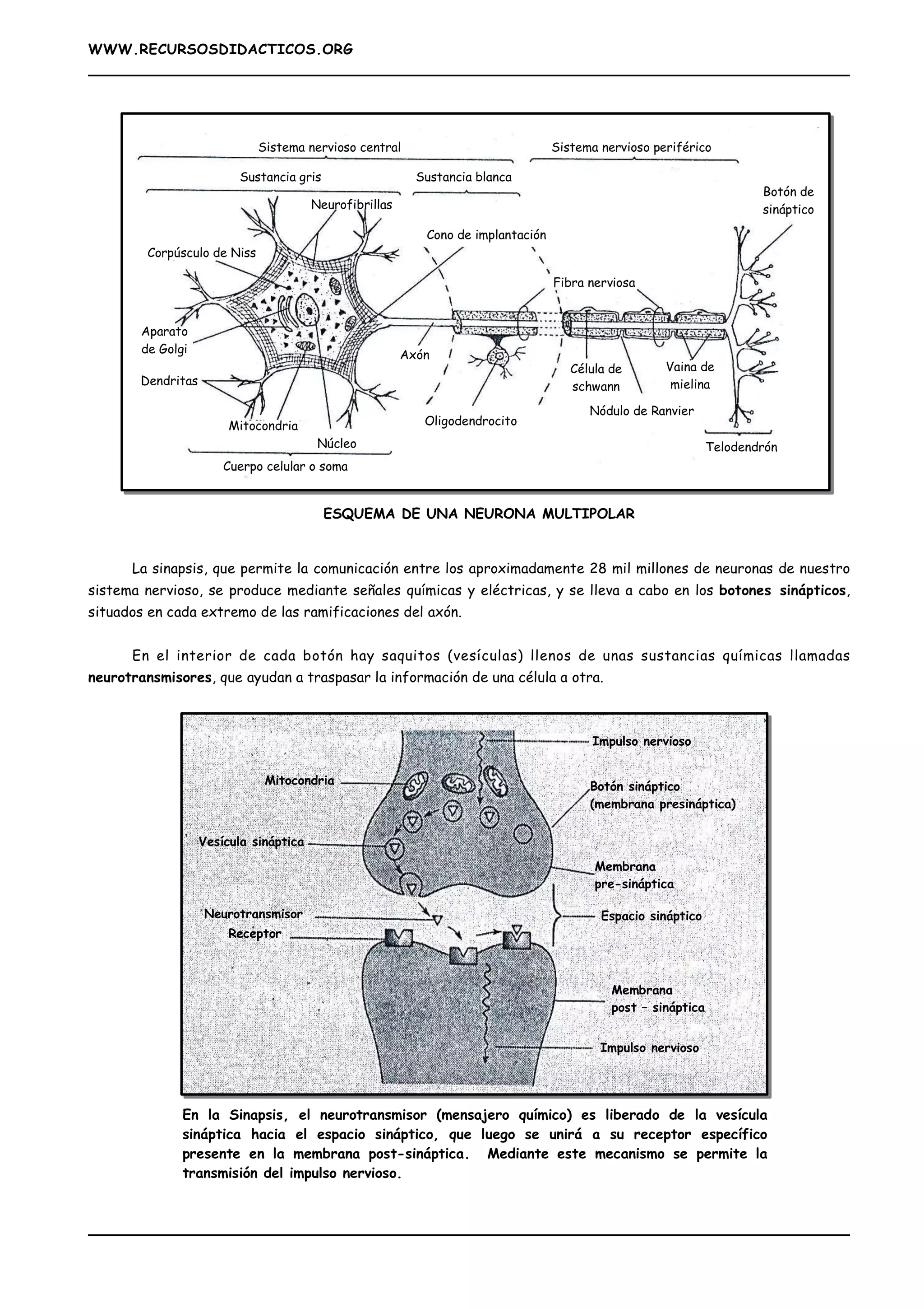 El tejido-nervioso-para-tercero-de-secundaria | PDF | Brain and Nervous ...