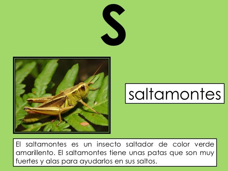 Nombres de animales con s - Imagui