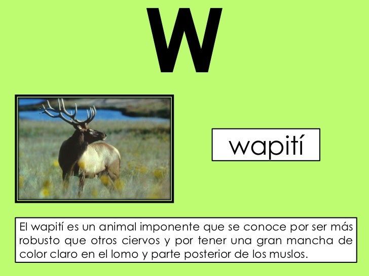 Animales que empiecen con w - Imagui