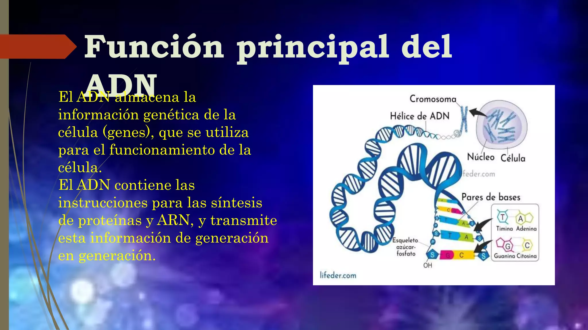EL ACIDO DESOXIRRIBONUCLEICO (ADN) .pptx
