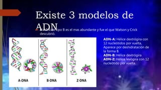EL ACIDO DESOXIRRIBONUCLEICO (ADN) .pptx