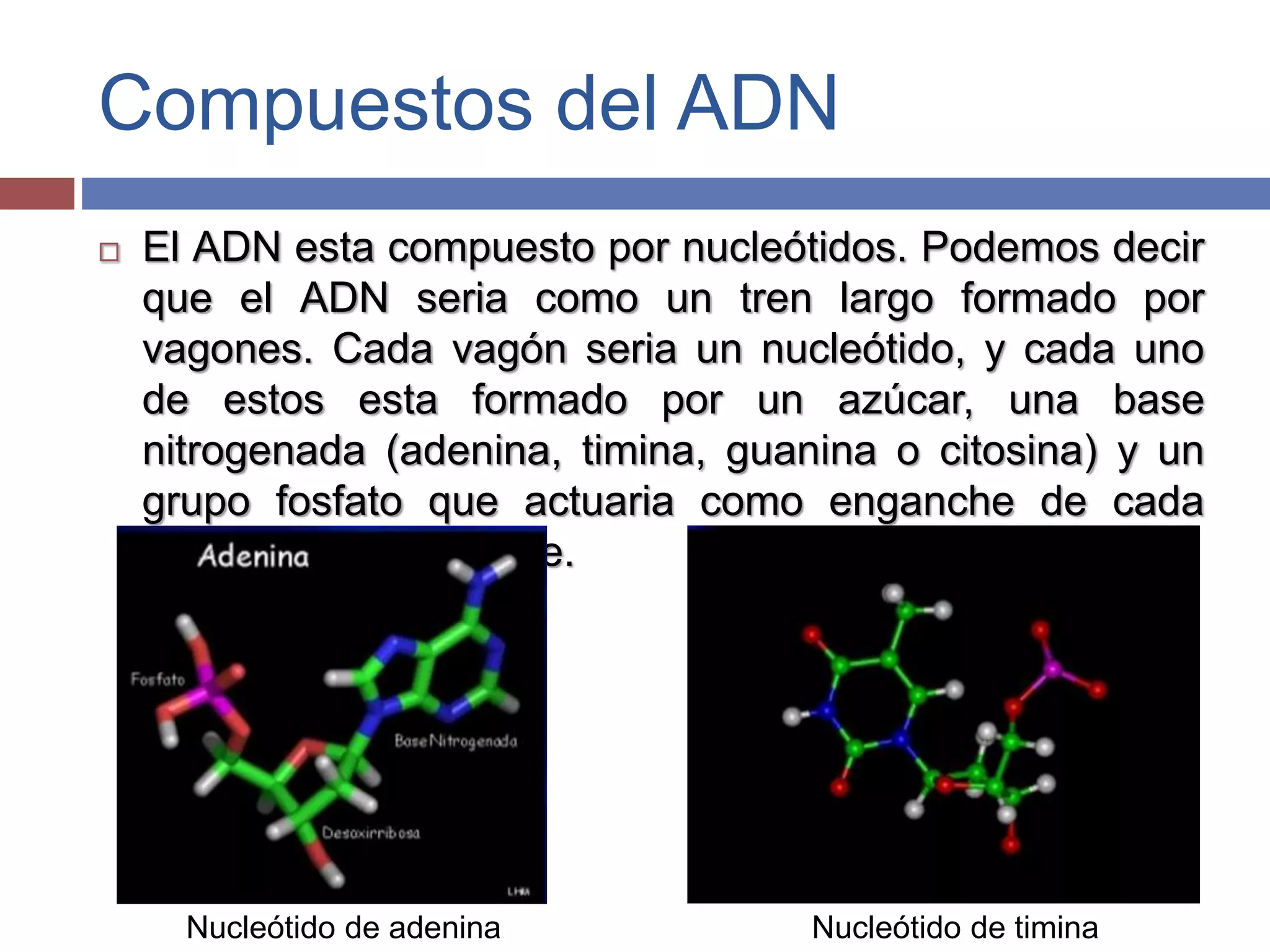El adn Resumido | PPT