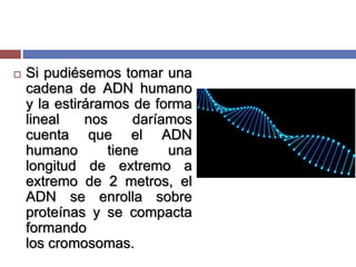 El adn Resumido | PPTX
