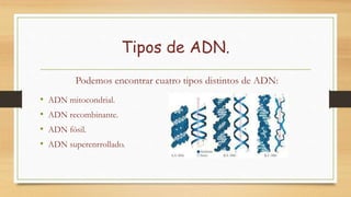El adn | PPTX