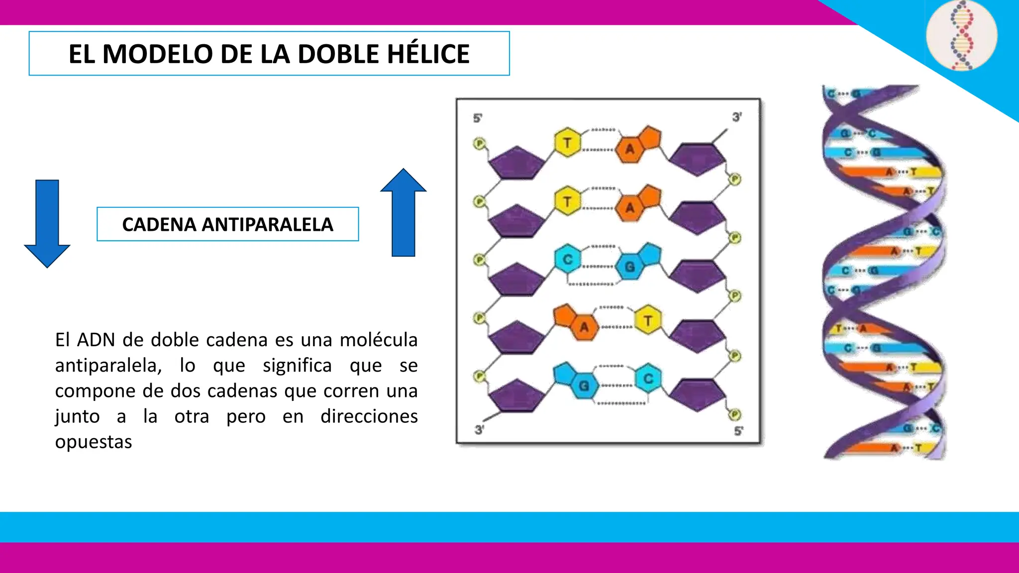 EL ADN, El ARN, cromosoma, proteínas, núcleo | PPT