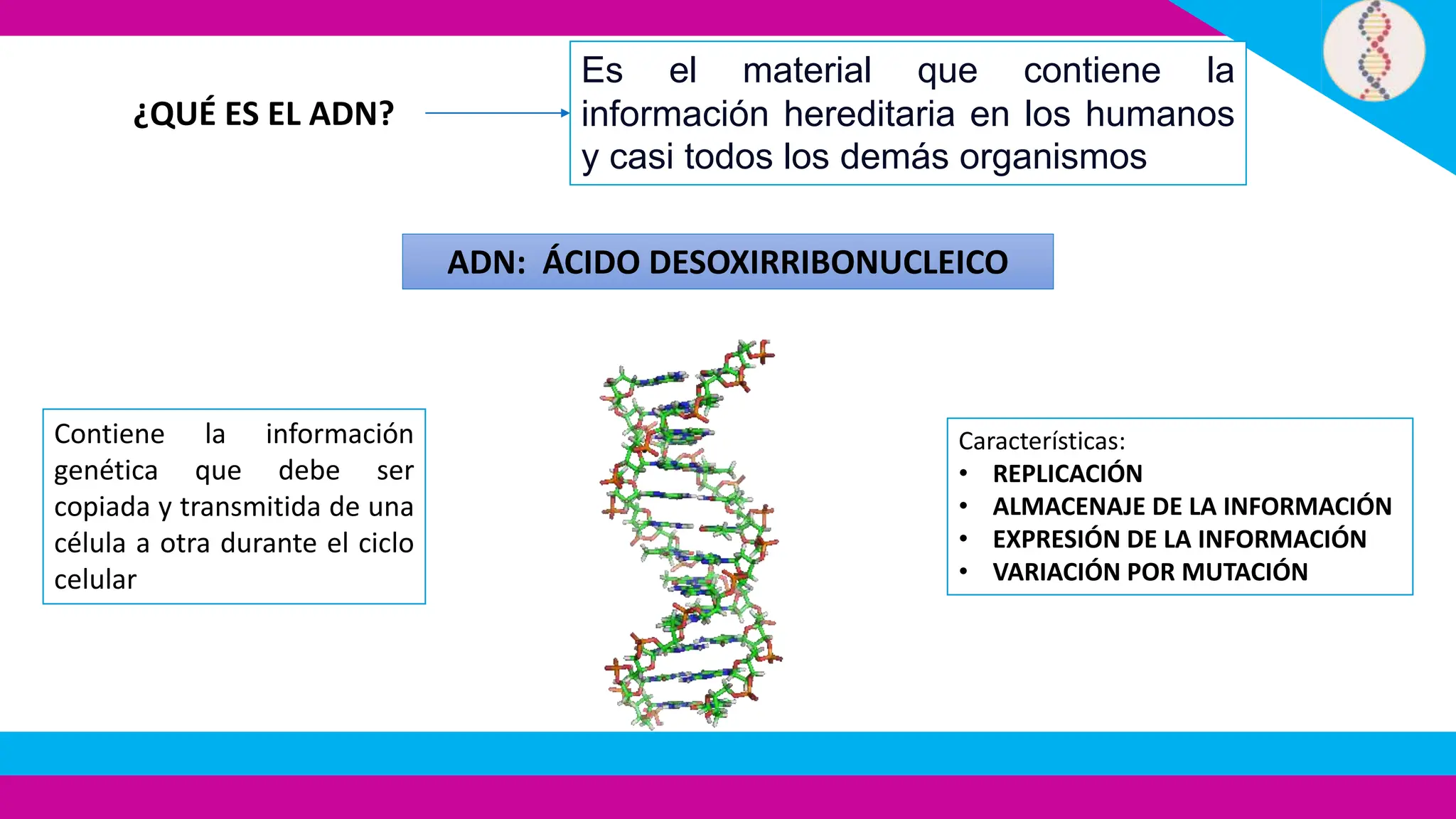 EL ADN, El ARN, cromosoma, proteínas, núcleo | PPT