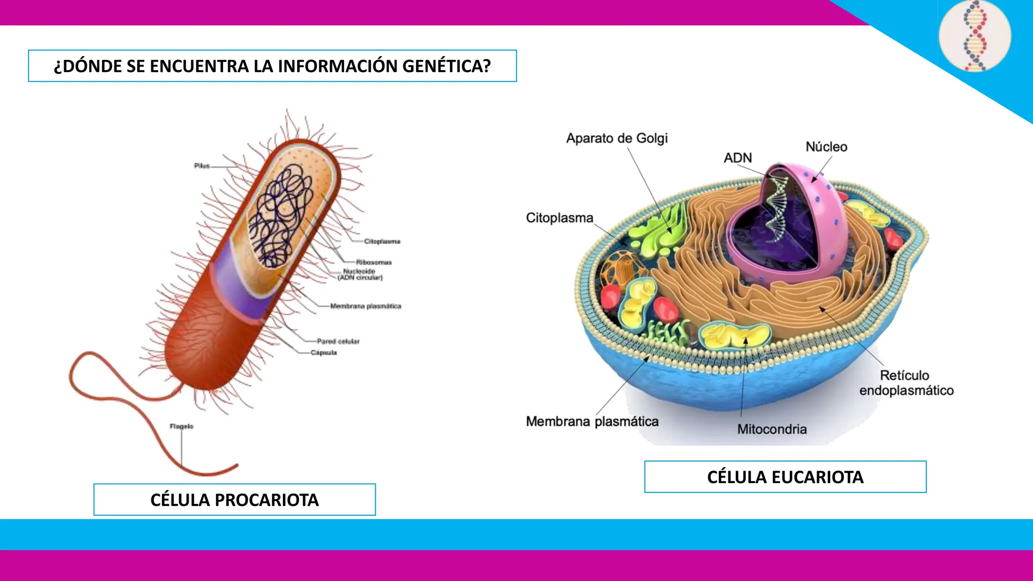 EL ADN, El ARN, cromosoma, proteínas, núcleo | PPT
