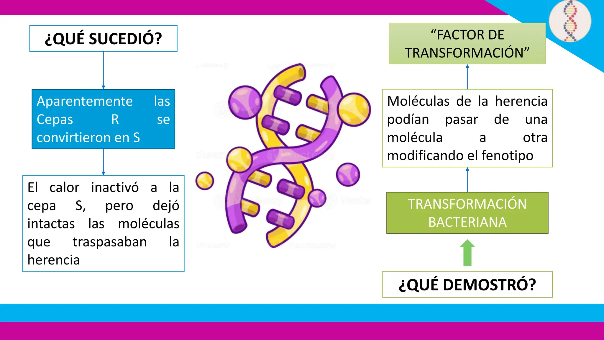 EL ADN, El ARN, cromosoma, proteínas, núcleo | PPT