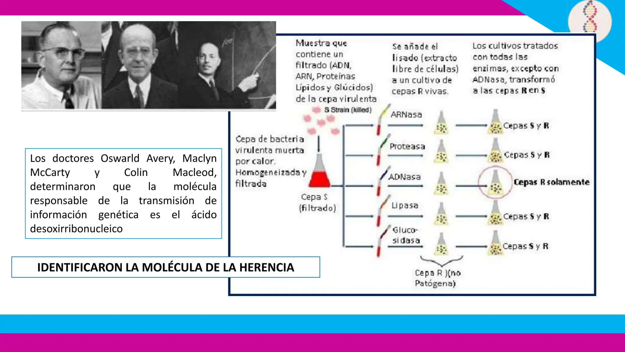 EL ADN, El ARN, cromosoma, proteínas, núcleo | PPT