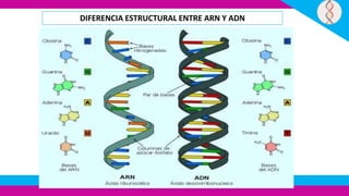 EL ADN, El ARN, cromosoma, proteínas, núcleo | PPT