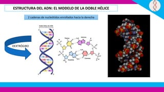 EL ADN, El ARN, cromosoma, proteínas, núcleo | PPTX