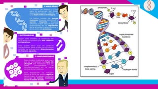 EL ADN, El ARN, cromosoma, proteínas, núcleo | PPT