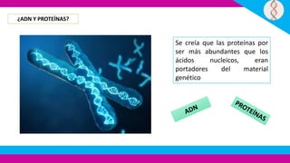 EL ADN, El ARN, cromosoma, proteínas, núcleo | PPT