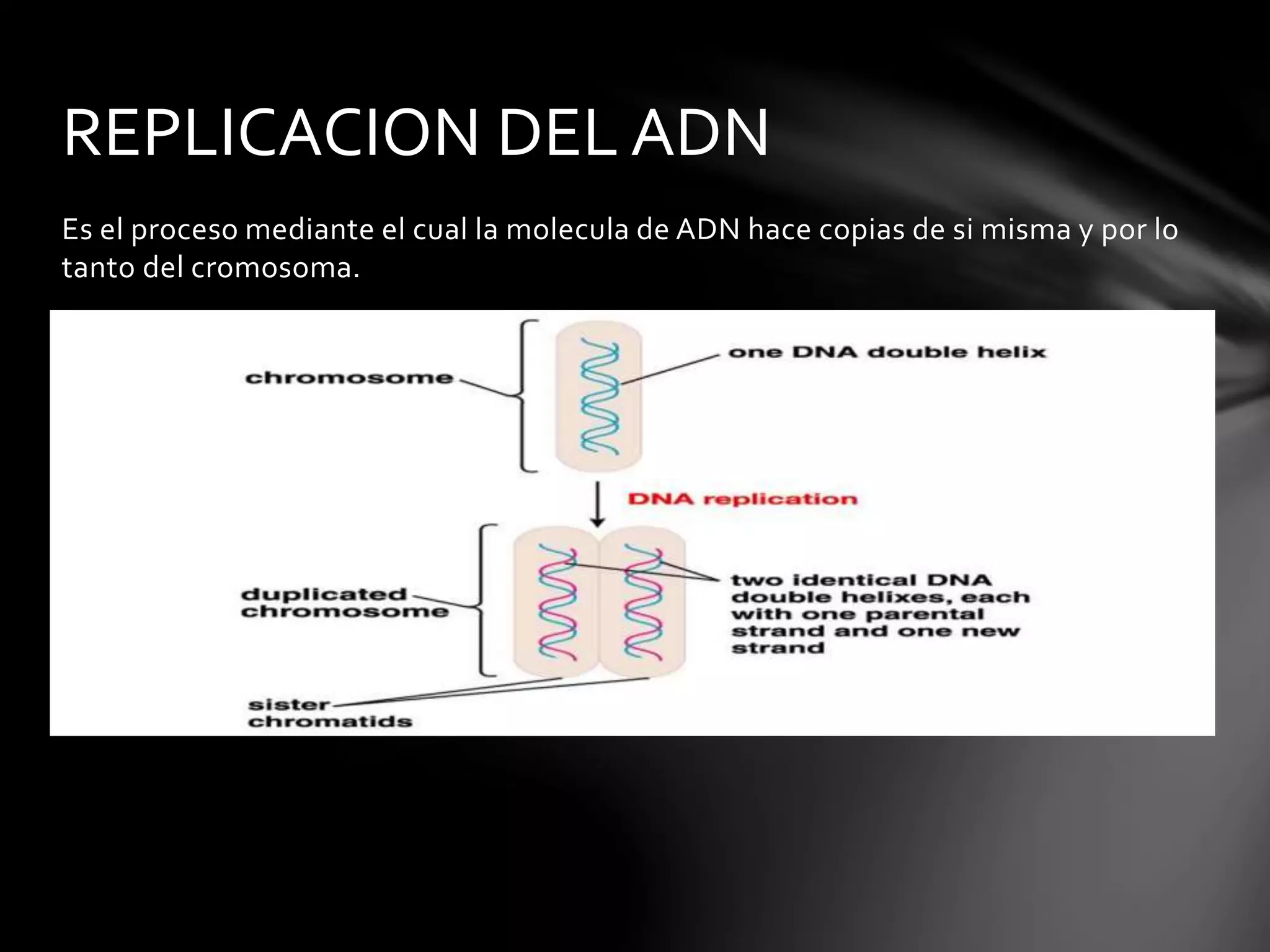 El ADN, Bloque 2 | PPTX