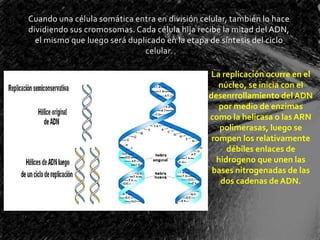 El ADN, Bloque 2 | PPTX