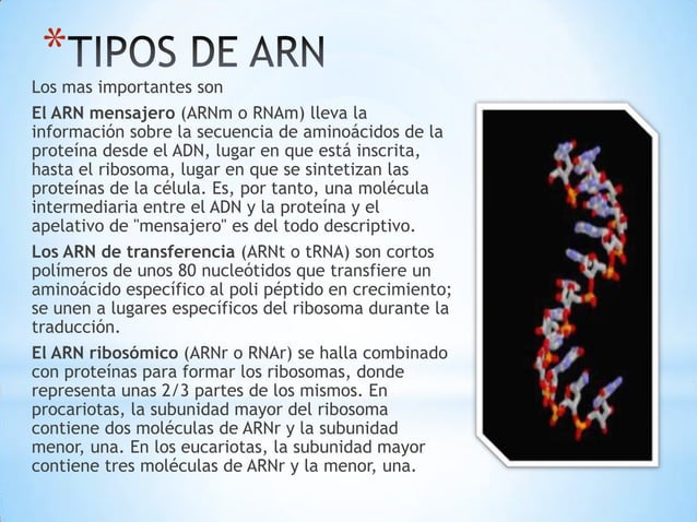 El adn y el arn. | PPT
