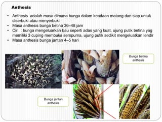 Elaeidobius kamerunicus sebagai polinator tanaman kelapa sawit | PPTX